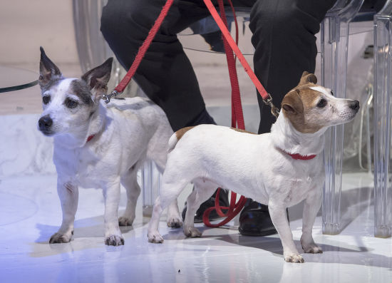 William Roaches Dogs Poppy Harry Editorial Stock Photo - Stock Image ...
