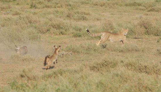Cheetah Chased By One Fixes Editorial Stock Photo - Stock Image ...