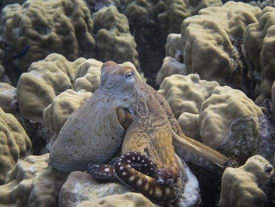 Reef Octopus Octopus Cyaneus Mangrove Bay Editorial Stock Photo - Stock ...
