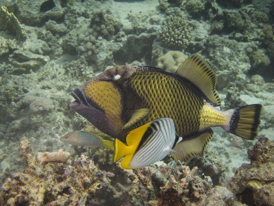 Titan Triggerfish Giant Triggerfish Moustache Triggerfish Editorial ...