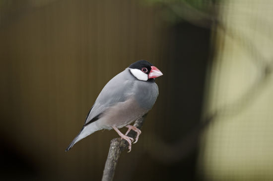 Java Sparrow Padda Oryzivora Captivity Editorial Stock Photo - Stock ...