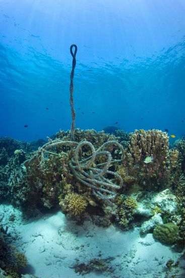 Torn Anchor Rope Coral Reef Philippines Editorial Stock Photo - Stock ...
