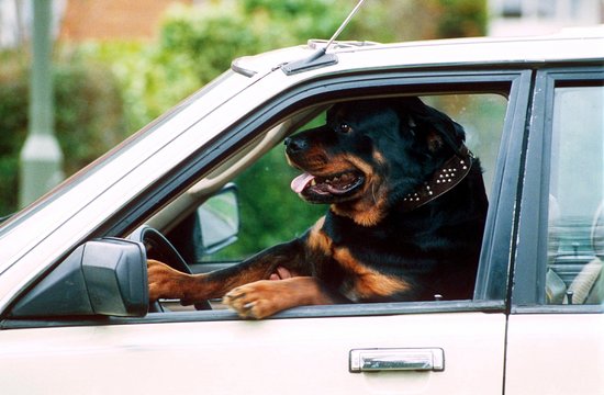 Sam Rottweiler Editorial Stock Photo - Stock Image | Shutterstock