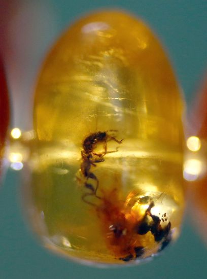 Insect Encased One Amber Beads That Editorial Stock Photo - Stock Image ...