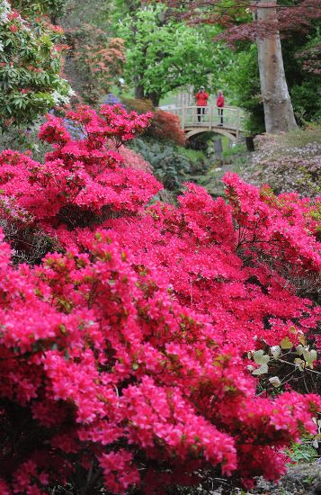 Evergreen Azaleas Create Spectacular Colours Exbury Editorial Stock ...