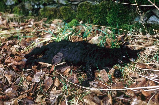 Dead Black Cat Editorial Stock Photo - Stock Image | Shutterstock