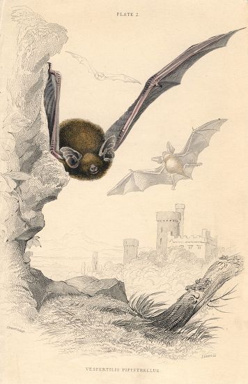 Pipistrelle Bat Pipistrellus Pipistrellus Small Mouselike Editorial ...