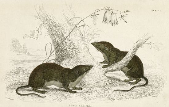 Two Shrews Editorial Stock Photo - Stock Image | Shutterstock