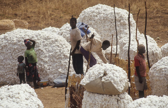 Harvesting Cotton Cameroon Vina Valley Vicinity Editorial Stock Photo ...