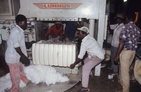 Baling Cotton Cameroon Vina Valley Vicinity Editorial Stock Photo ...