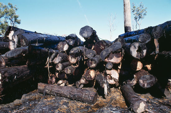 Australia Vicinity Perth Jarrah Logs Bunnings Editorial Stock Photo ...