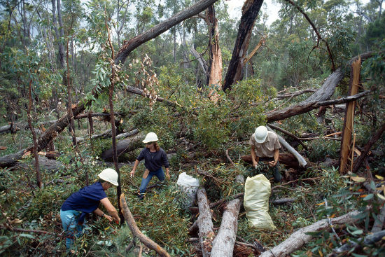 Reforestation Australia Western Australia Darling Range Editorial Stock ...