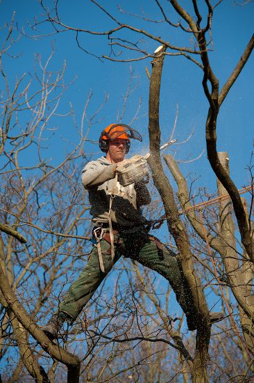 Model Released Arborist Working High Tree Editorial Stock Photo - Stock ...