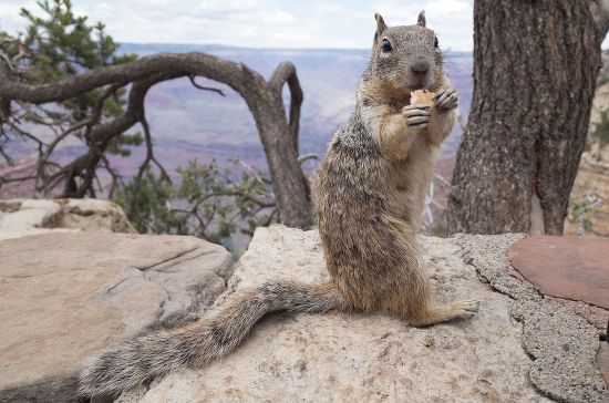Kaibab Squirrel Grand Canyon National Park Editorial Stock Photo ...