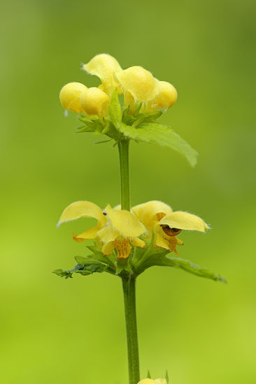 Variegated Yellow Archangel Lamium Argentatum Flowers Editorial Stock ...