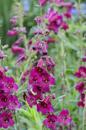Penstemon Penstemon Hybrid Variety Ruby Rich Editorial Stock Photo ...