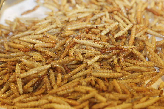 Fried Maggots Thai Market Editorial Stock Photo - Stock Image ...