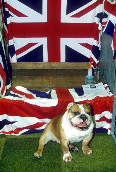 British Bulldog Front Union Jack Flag Editorial Stock Photo - Stock ...