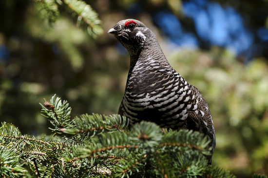 Male Spruce Grouse Canada Grouse Falcipennis Editorial Stock Photo ...