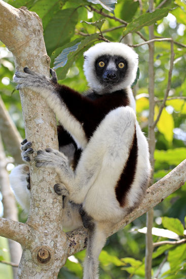 Coquerels Sifaka Propithecus Coquereli On Tree Editorial Stock Photo ...