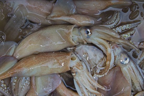 Cuttlefish Squid Calamari Cuttlefish Polpi Calamares Editorial Stock ...