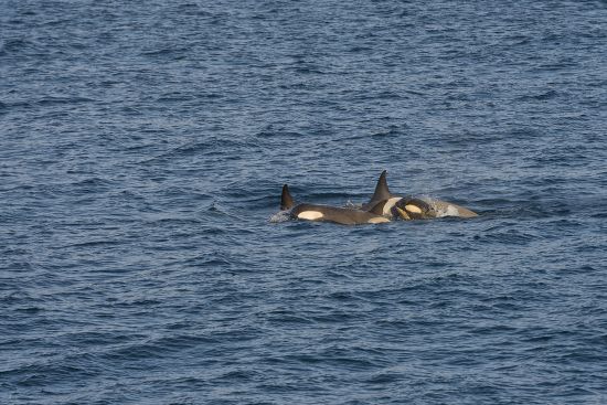 Killer Whales Orca Orcinus Orca Female Editorial Stock Photo - Stock ...