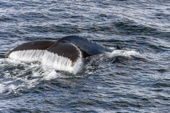 Fluke Fin Humpback Whale Megaptera Novaeangliae Editorial Stock Photo ...