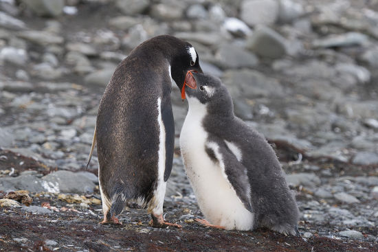 Gentoo Penguins Pygoscelis Papua Adult Bird Editorial Stock Photo ...