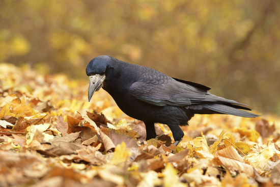 Rook Corvus Frugilegus Standing On Autumn Editorial Stock Photo - Stock ...