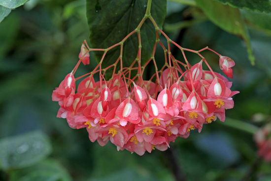 Indian Soapberry Sapindus Mukorossi Flowers Leaves Editorial Stock ...