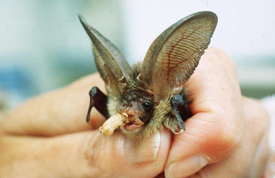 Charlie Baby Long Eared Bat Eating Editorial Stock Photo - Stock Image ...