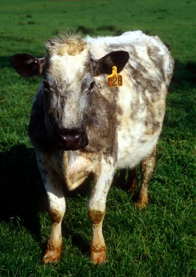 British Cow Editorial Stock Photo - Stock Image | Shutterstock