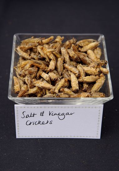 Salt Vinegar Crickets Editorial Stock Photo - Stock Image | Shutterstock