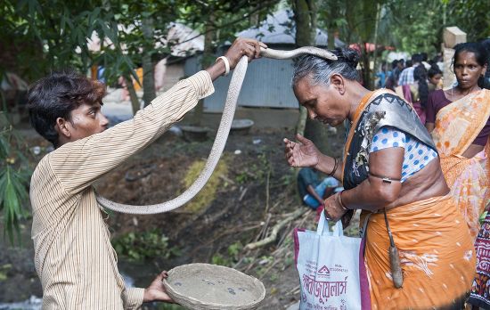 Indian Snake Charmer Makes Blessing Snake Editorial Stock Photo - Stock ...
