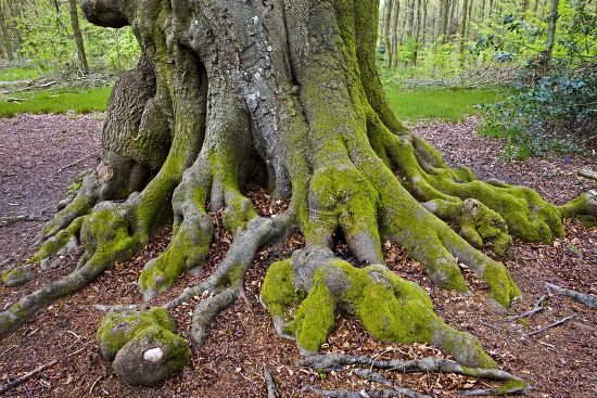Savernake Forest Savernake Forest England Uk Editorial Stock Photo ...