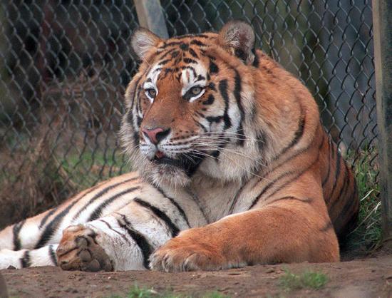 Rajah Tiger Editorial Stock Photo - Stock Image | Shutterstock