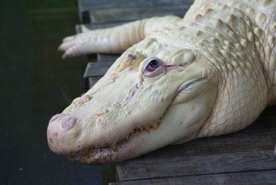 American Alligator Alligator Mississipiensis Leucistic Adult Editorial ...