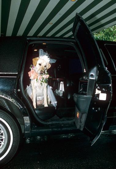 Alex Labrador Bride Arriving Car Editorial Stock Photo - Stock Image ...