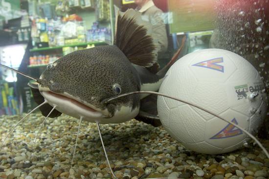 Introducing Finney Jones Known Localy Buster Editorial Stock Photo ...