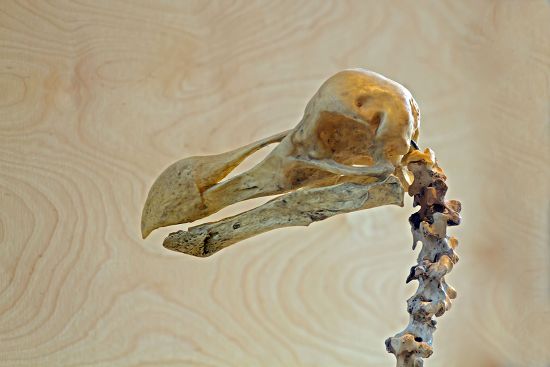 Dodo Raphus Cucullatus Skull Gerald Durrell Editorial Stock Photo ...