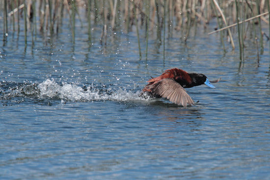 Andean Ruddy Duck Oxyura Jamaicensis Ferruginea Editorial Stock Photo ...