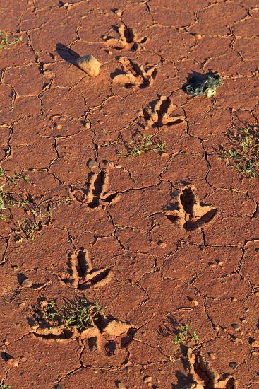 Emu Dromaius Novaehollandiae Footprints Tracks Drying Editorial Stock ...