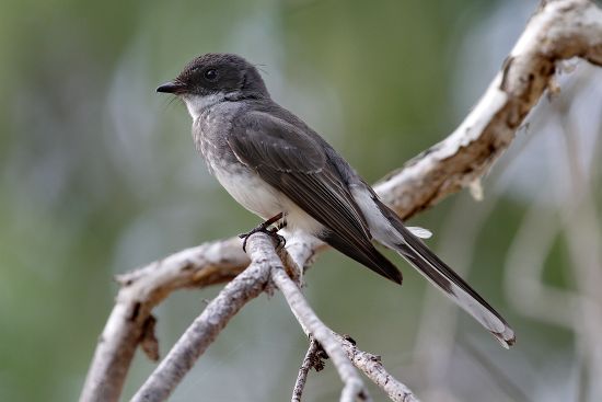 Northern Fantail Rhipidura Rufiventris Adult Male Editorial Stock Photo ...