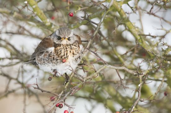 Fieldfare Turdus Pilaris Adult Feathers Fluffed Editorial Stock Photo ...