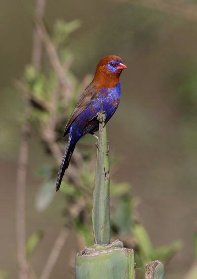 Purple Grenadier Uraeginthus Ianthinogaster Adult Male Editorial Stock ...