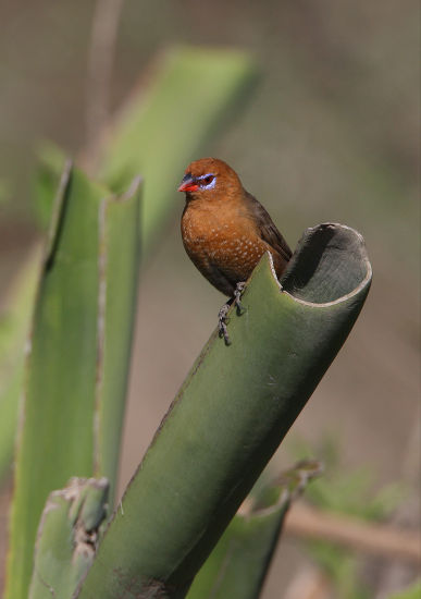 Purple Grenadier Uraeginthus Ianthinogaster Adult Female Editorial ...