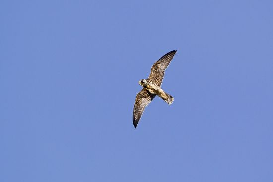 Eurasian Hobby Falco Subbuteo Juvenile Flight Editorial Stock Photo ...
