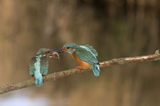 Common Kingfisher Alcedo Atthis Adult Pair Editorial Stock Photo ...