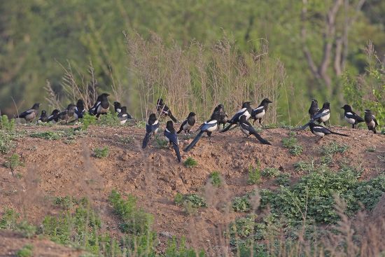 Common Magpie Pica Pica Sericea Flock Editorial Stock Photo - Stock ...