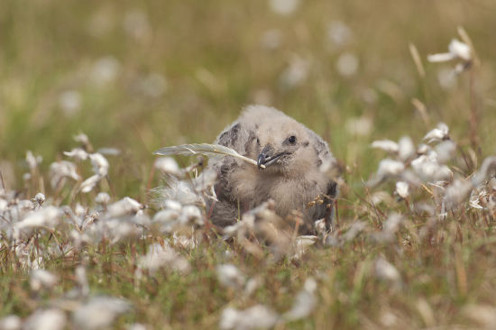 Great Skua Stercorarius Skua Chick Playing Editorial Stock Photo ...
